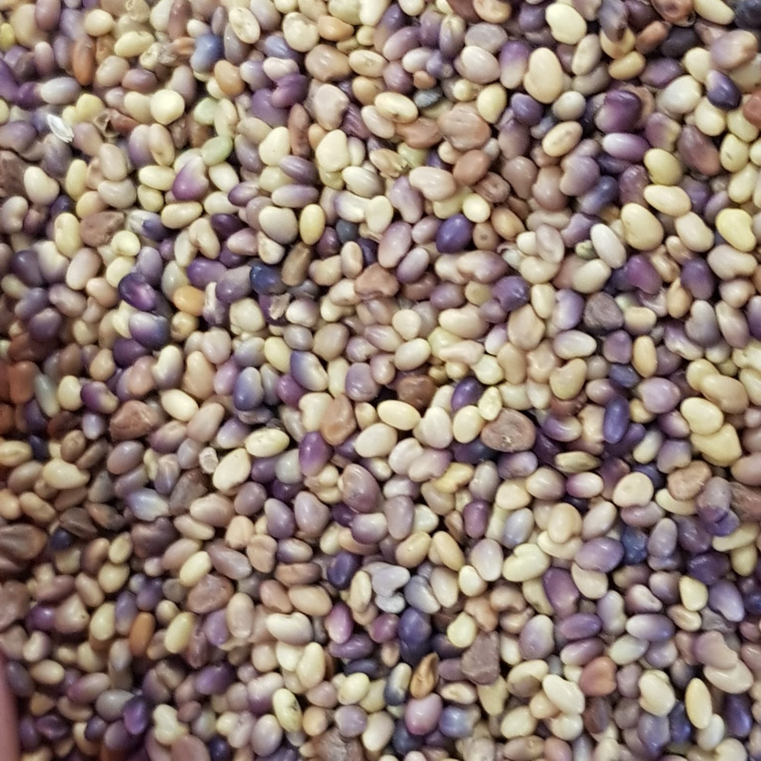 Frön för odling av groddar