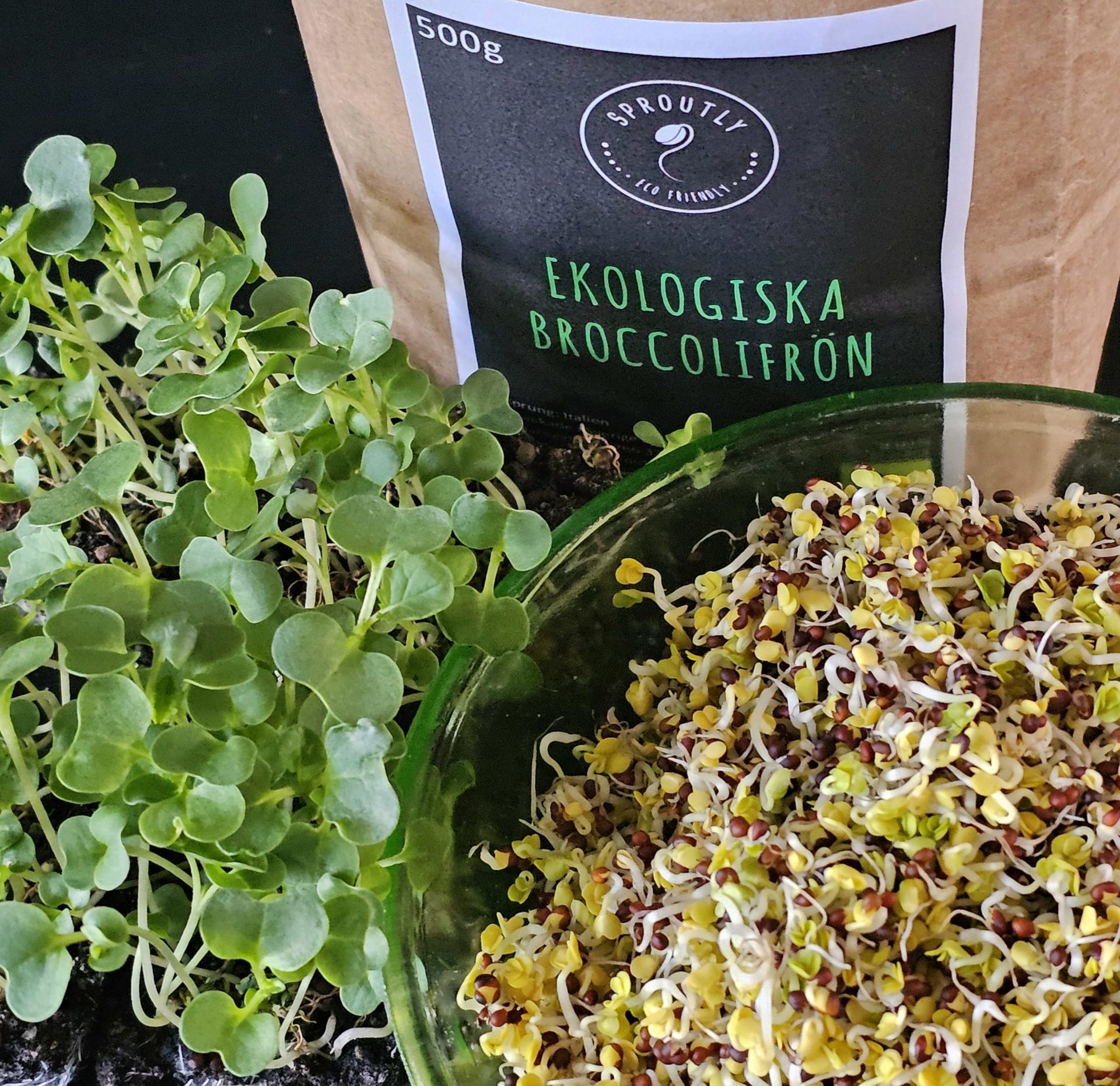 Odla kål året om - med groddar och skott! - Sproutly