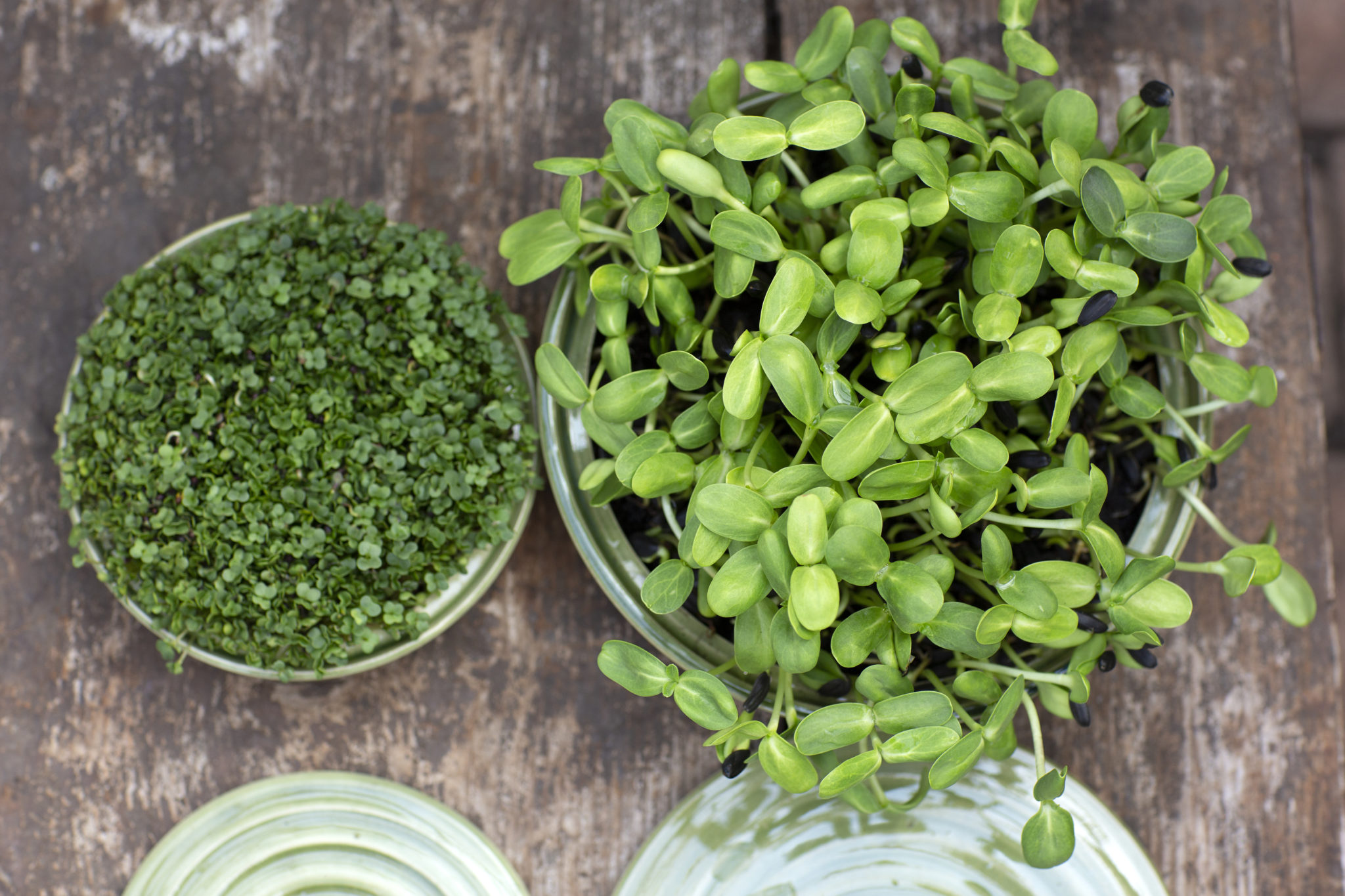 Odla groddar och skott - Sproutly