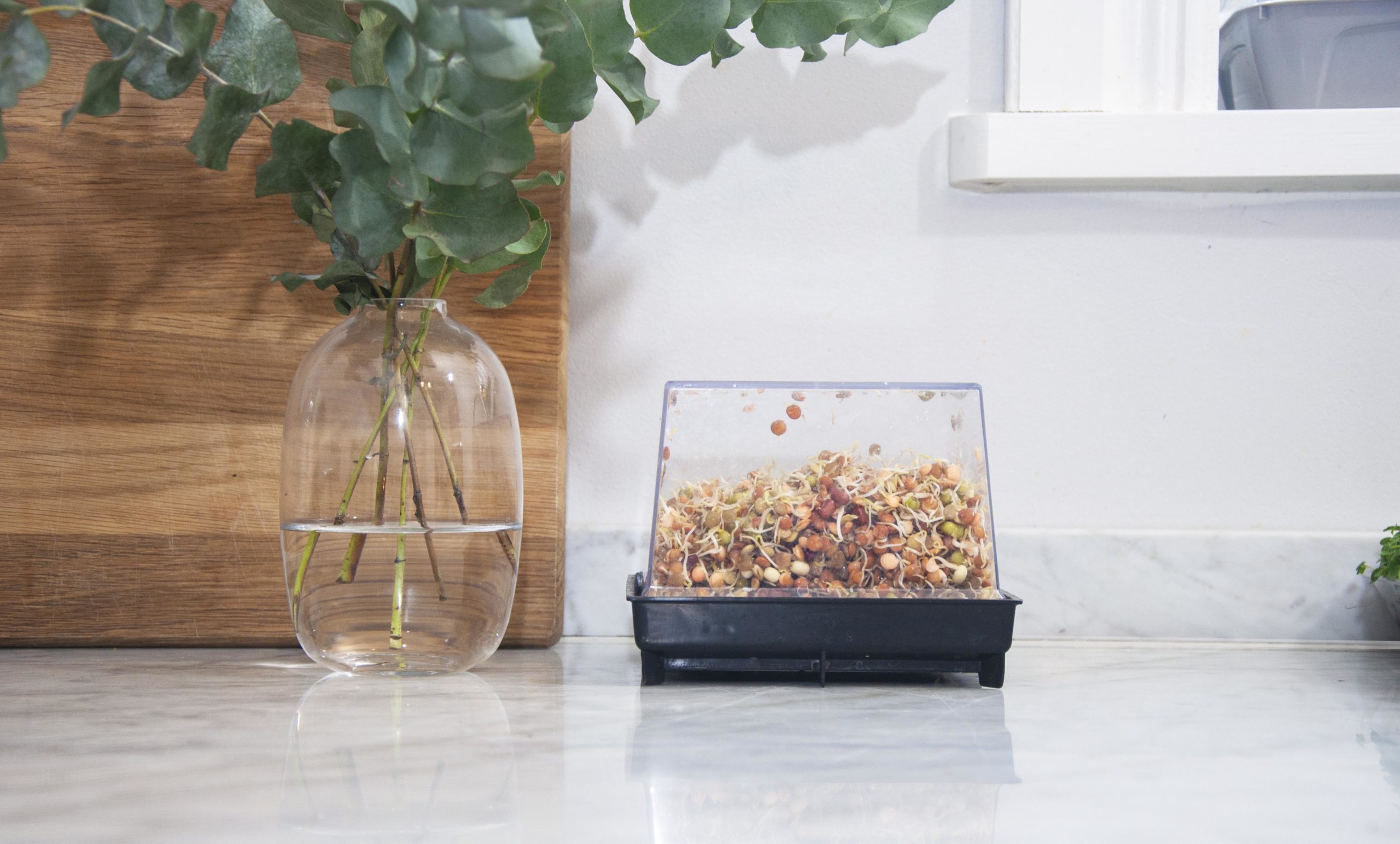 Häng med när Miljonmålet odlar groddar! - Sproutly