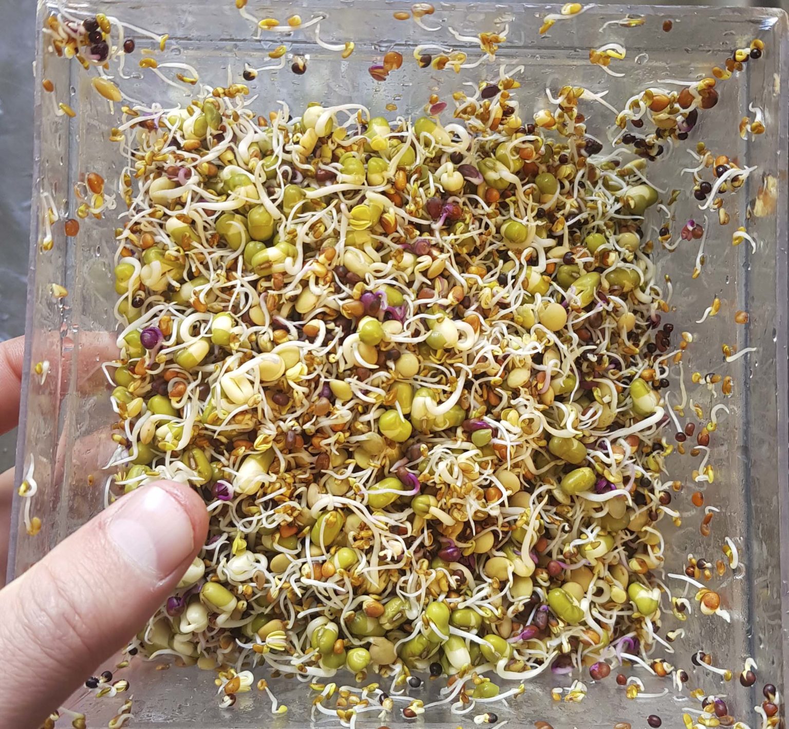 Odla groddar - Sproutly