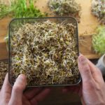 Odla groddar - Sproutly