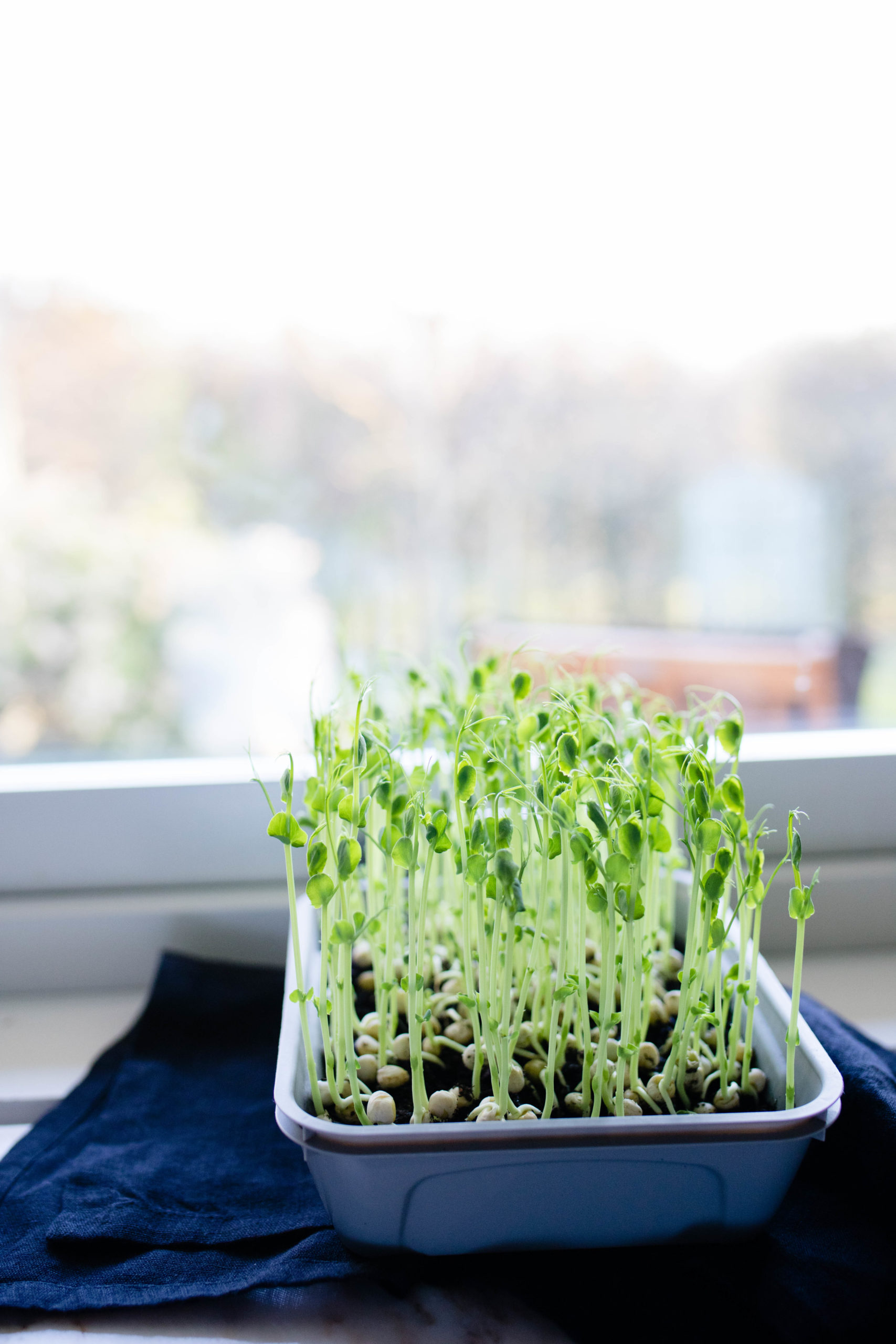 Odla Ärtskott - Sproutly