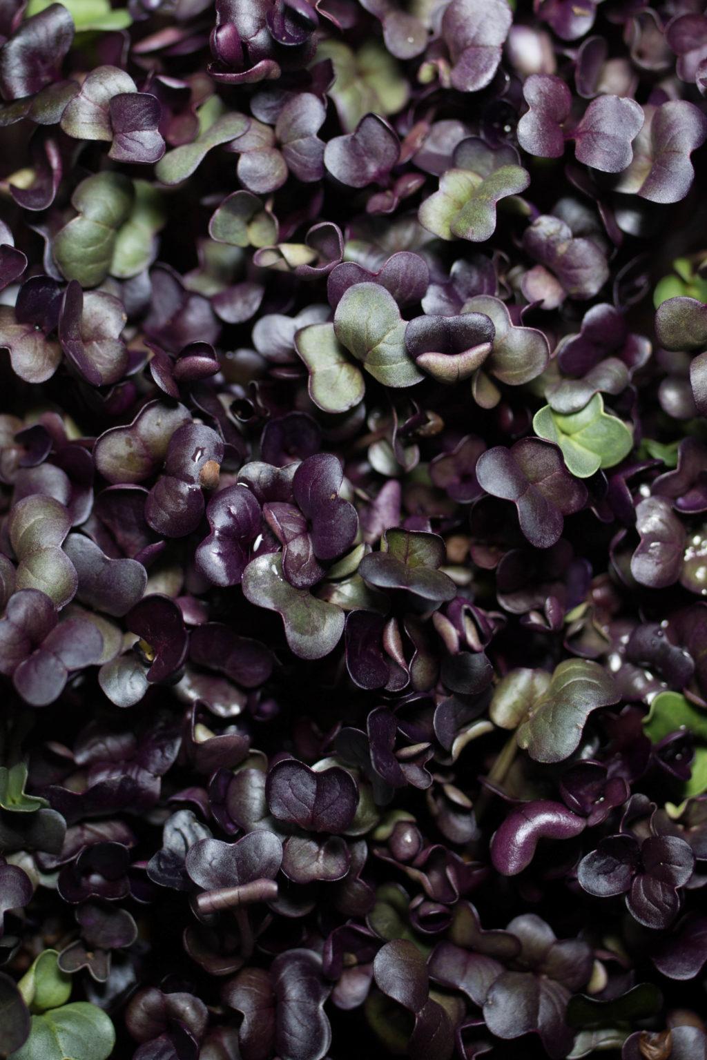 Odla groddar - Sproutly