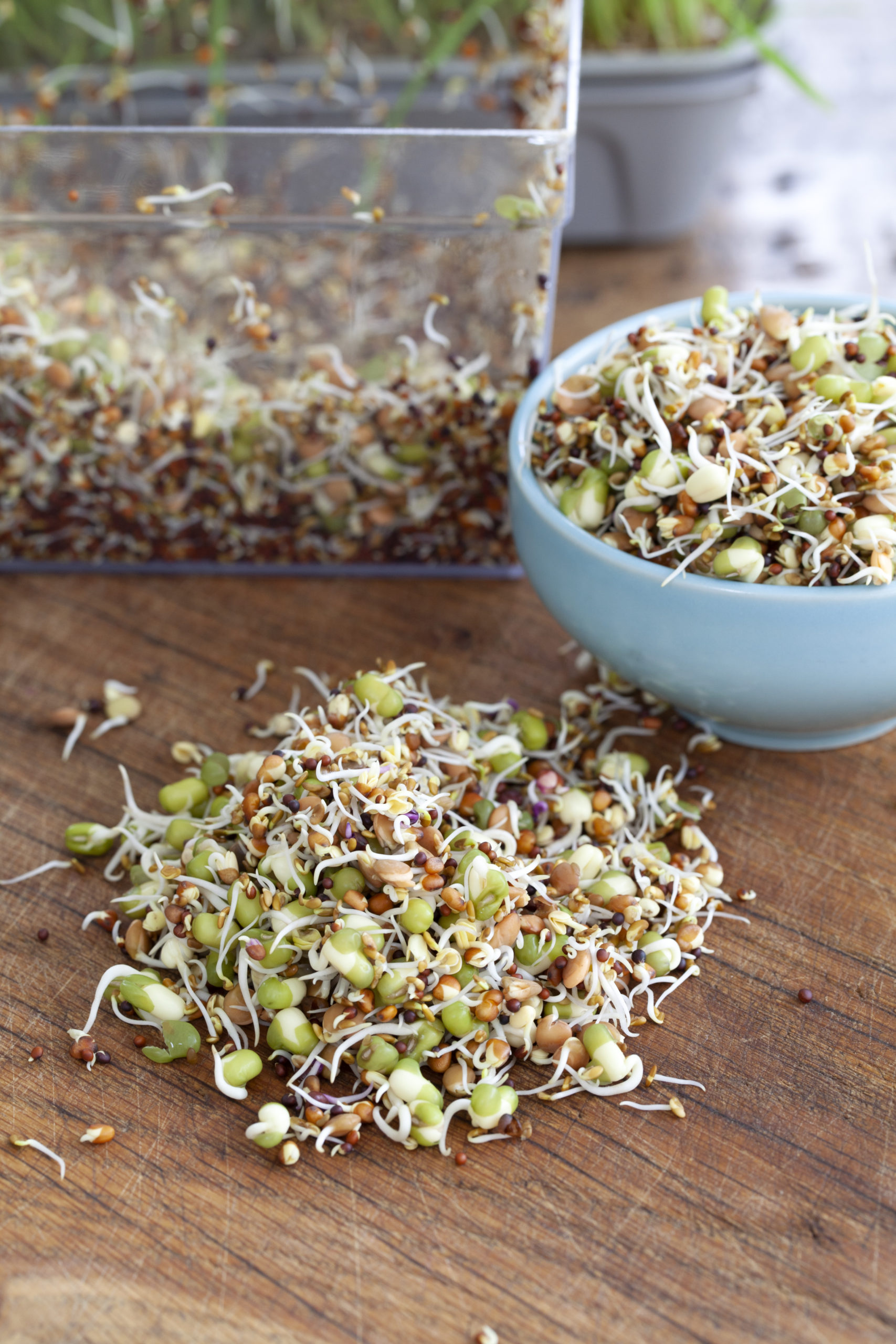 Blanda frön innan odling av groddar, skott och microgreens - Sproutly