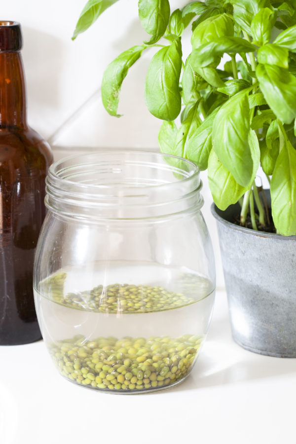 Odla groddar - Sproutly