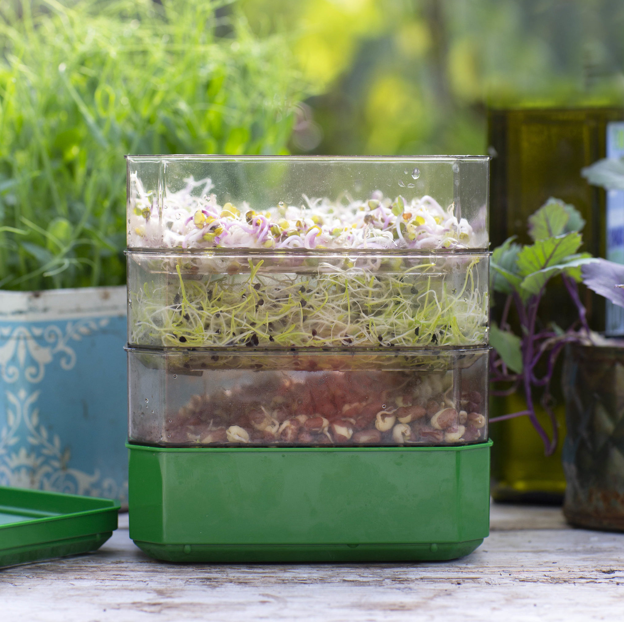 Att tänka på när du odlar groddar under varma sommardagar - Sproutly