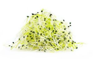 Odla groddar - Sproutly